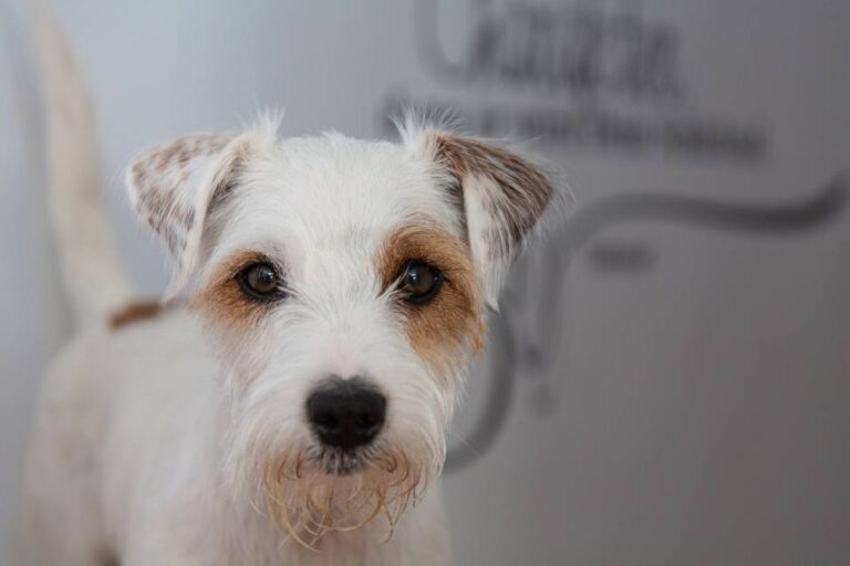 Jack Russell Terriers vs Parson Russell Terriers [Complete Guide]